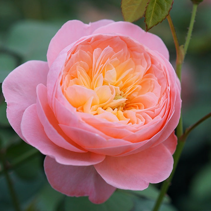Chinese Roses – Seaside Roses Nursery