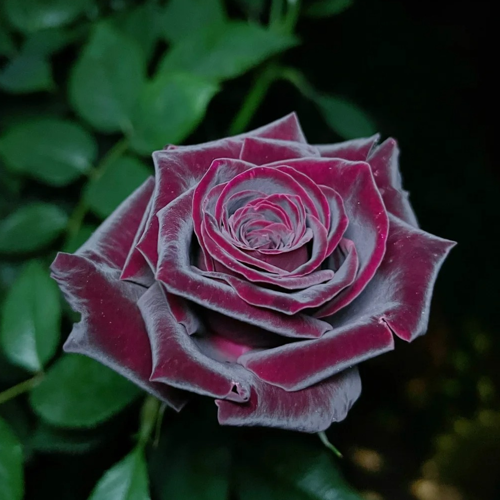 Popular Roses – Seaside Roses Nursery