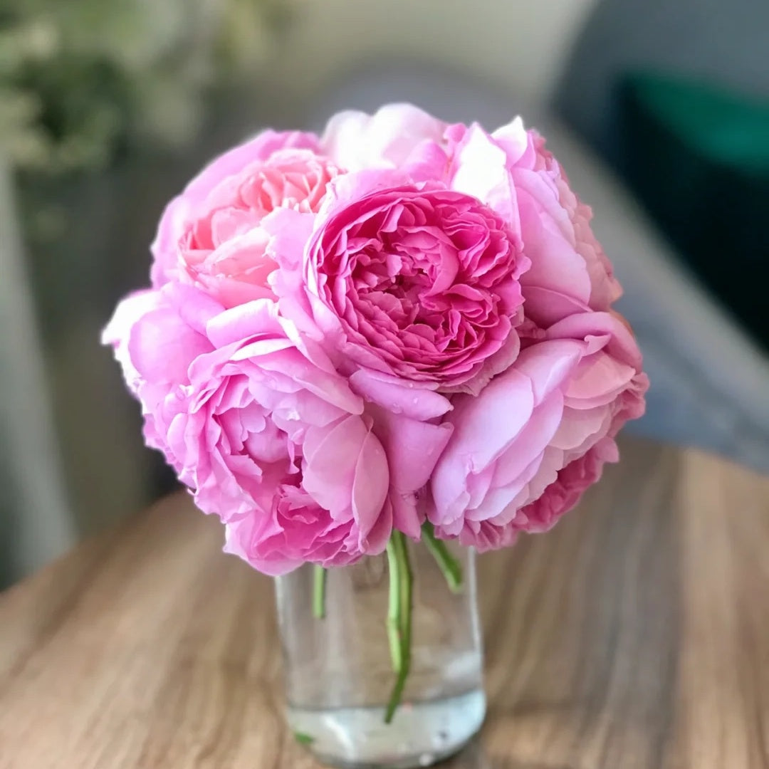 Mary Rose – Seaside Roses Nursery