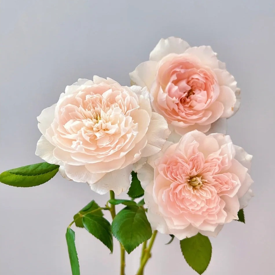 Jia Shu "Letter from Home" (Chinese Rose) – Seaside Roses Nursery