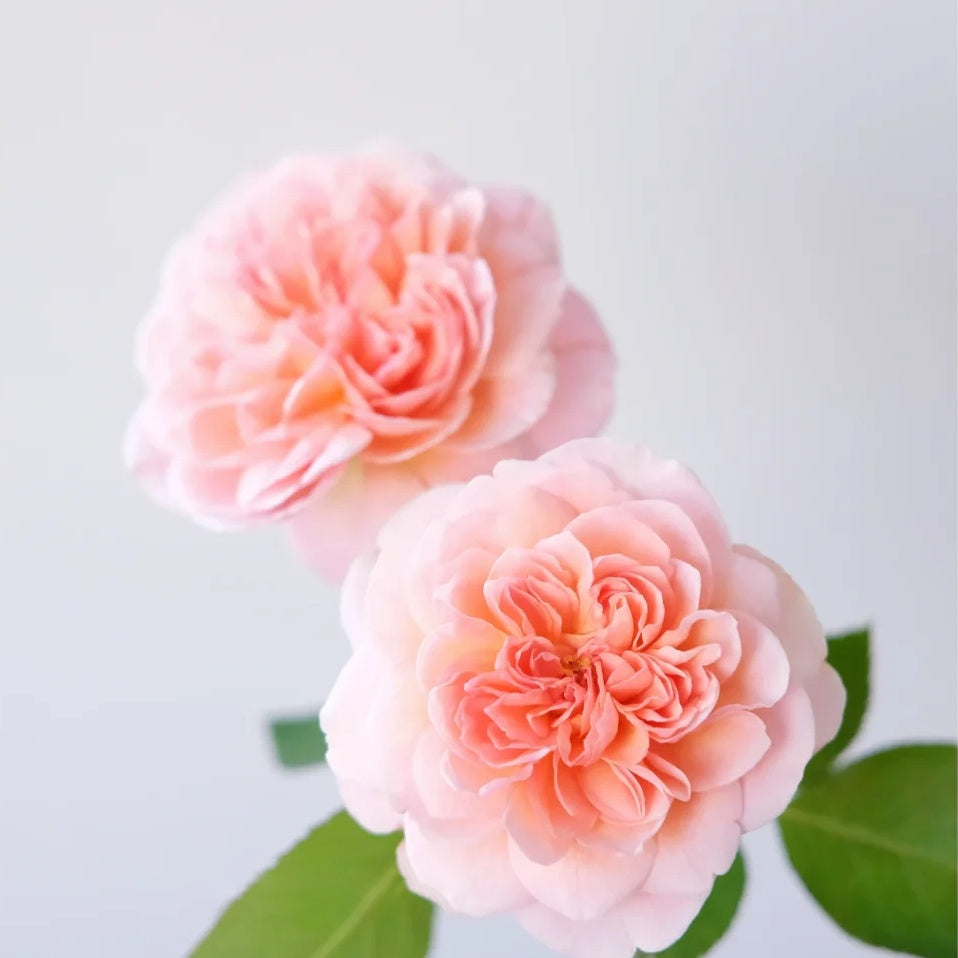 Jules Verne (Japanese Rose) – Seaside Roses Nursery