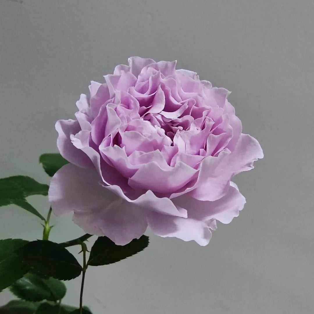 Libellula – Seaside Roses Nursery
