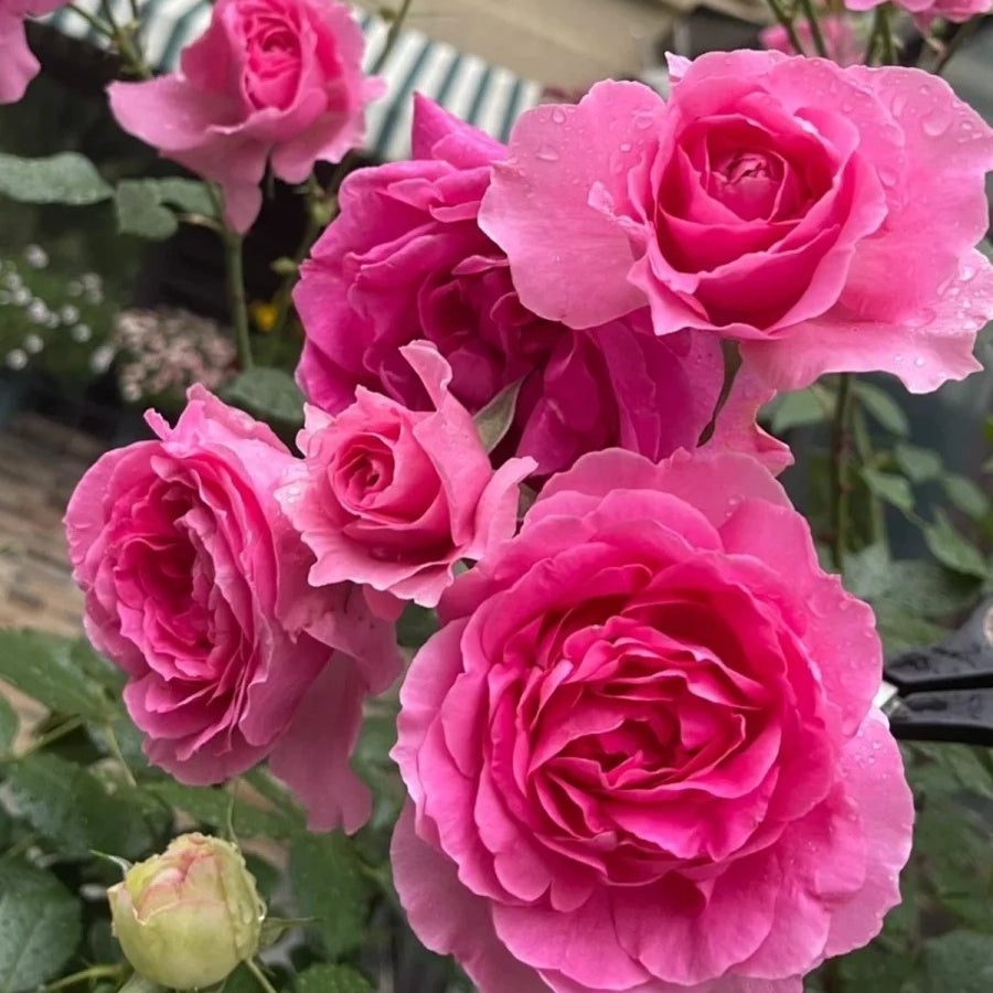 Parade – Seaside Roses Nursery