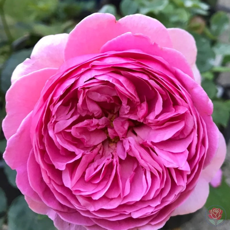 Princess Alexandra of Kent – Seaside Roses Nursery